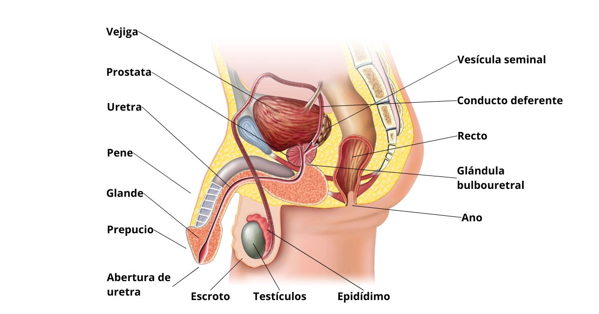 Sistema Reproductor Masculino Partes Y Funciones